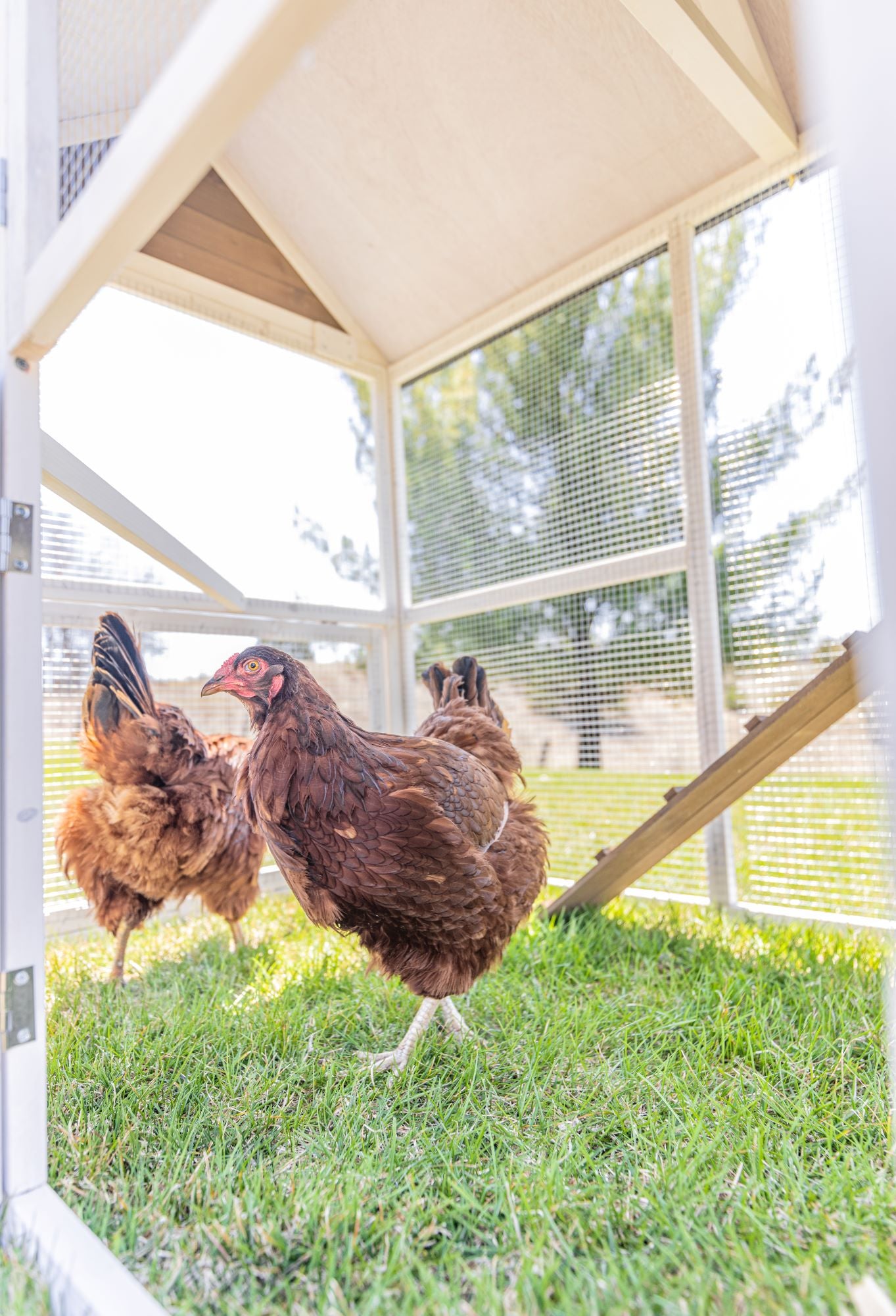 Superior Chicken Coop | Ultimate Comfort & Egg Production | Zylina