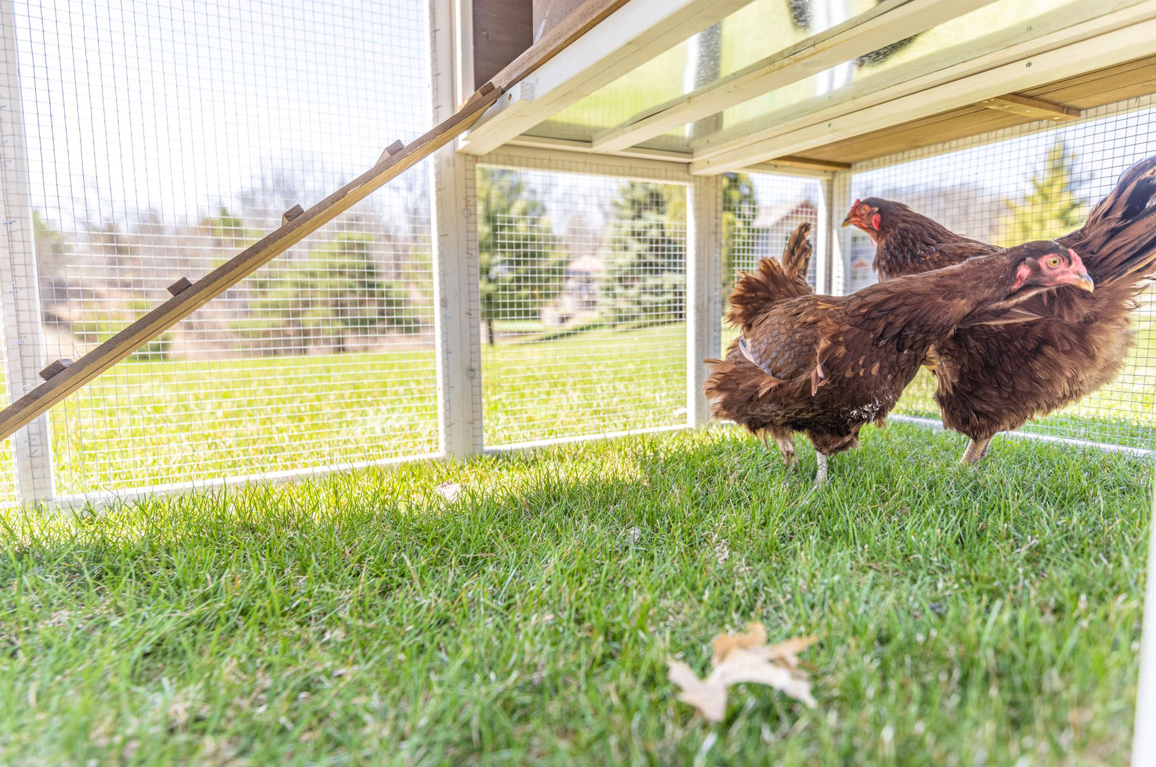 Superior Chicken Coop | Ultimate Comfort & Egg Production | Zylina