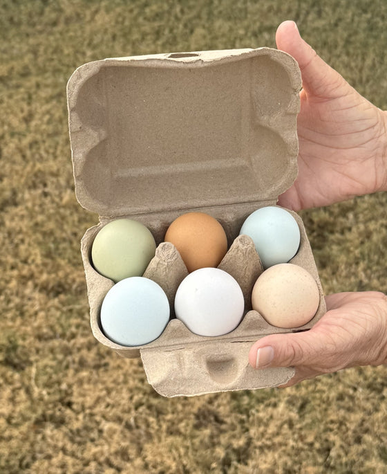 Zylina Egg Carton (6 Eggs) – 25 Pack (Z-Eggs6-25)