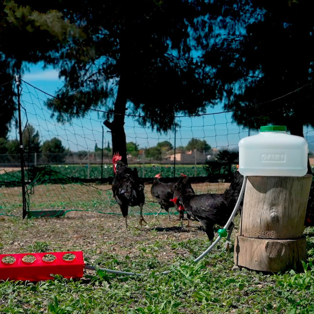 Zylina Automatic Waterer Kit for Chickens (G-11660)