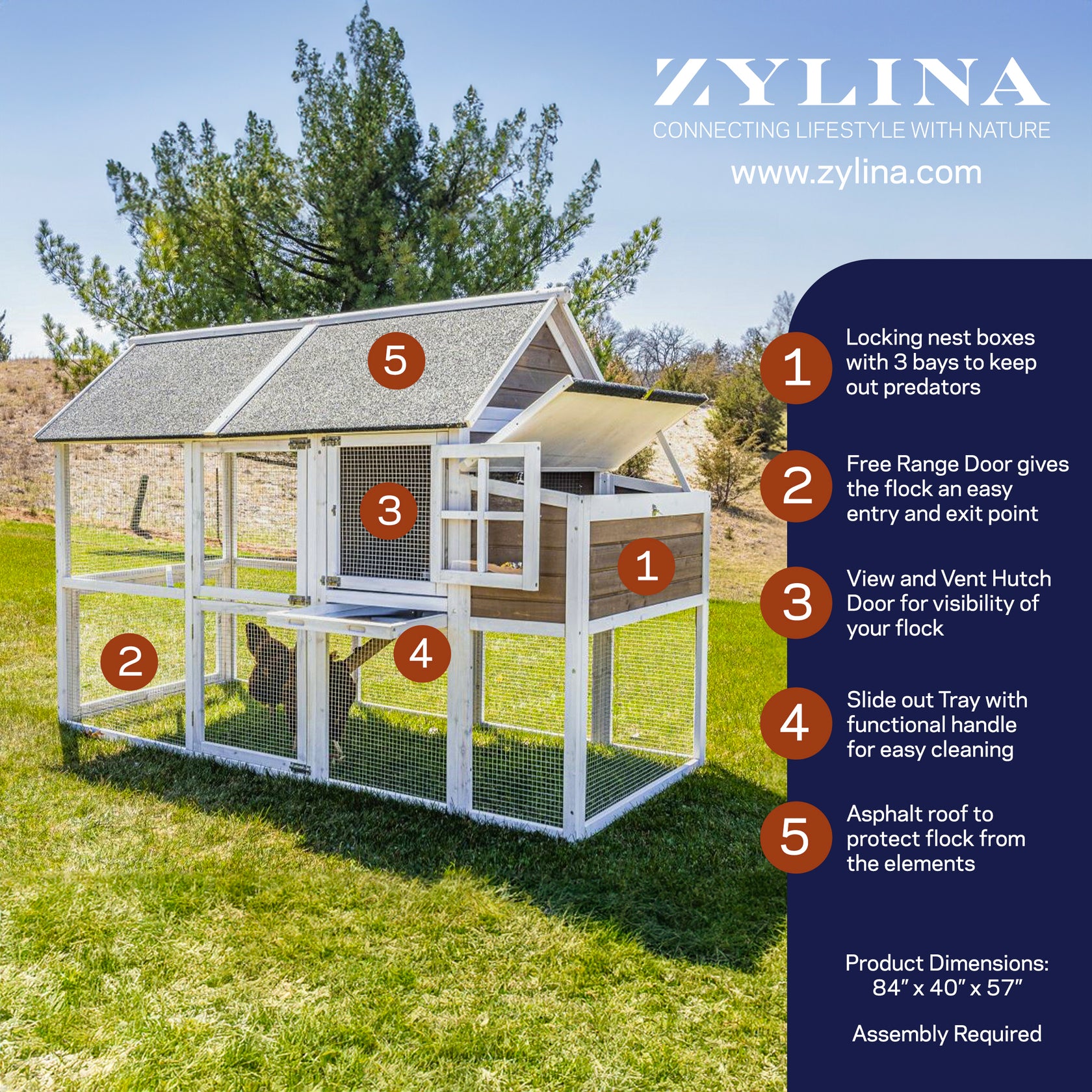 Superior Chicken Coop | Ultimate Comfort & Egg Production | Zylina
