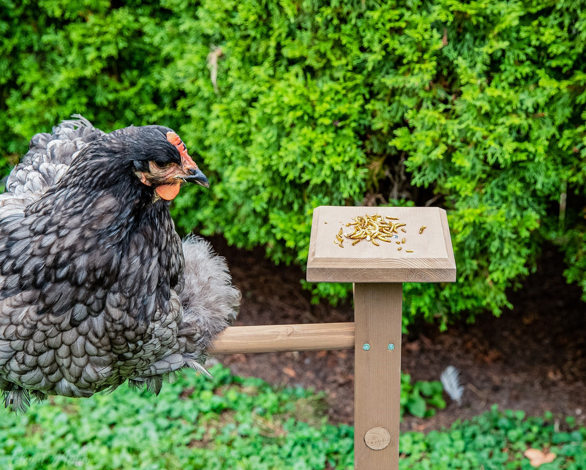Play-N-Roost Single Roosting Perch (DDP-1820) – Zylina