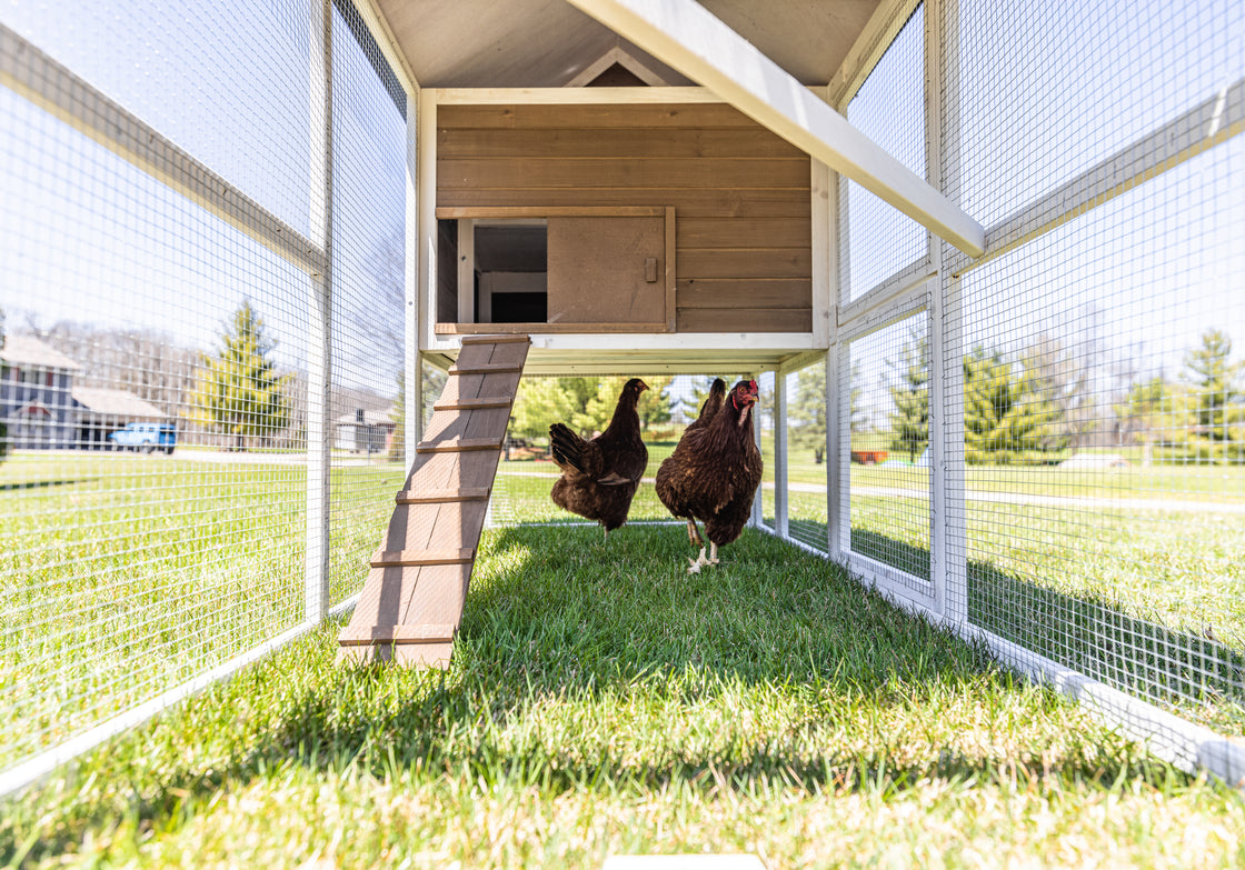 Superior Chicken Coop | Ultimate Comfort & Egg Production | Zylina
